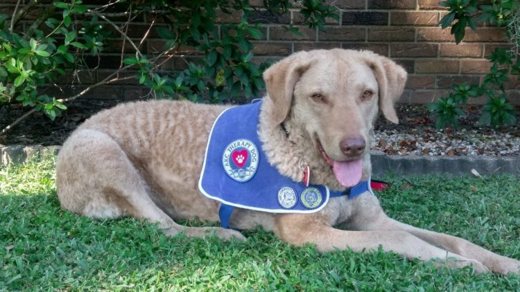 Breed Characteristics - Chesapeake Bay Retriever Relief & Rescue