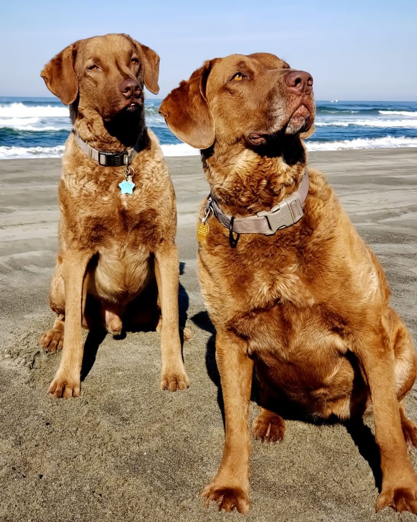 Breed Characteristics - Chesapeake Bay Retriever Relief & Rescue