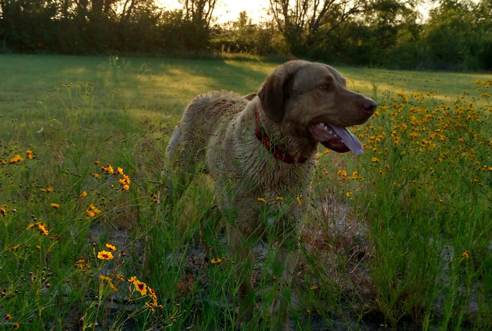 About - Chesapeake Bay Retriever Relief & Rescue