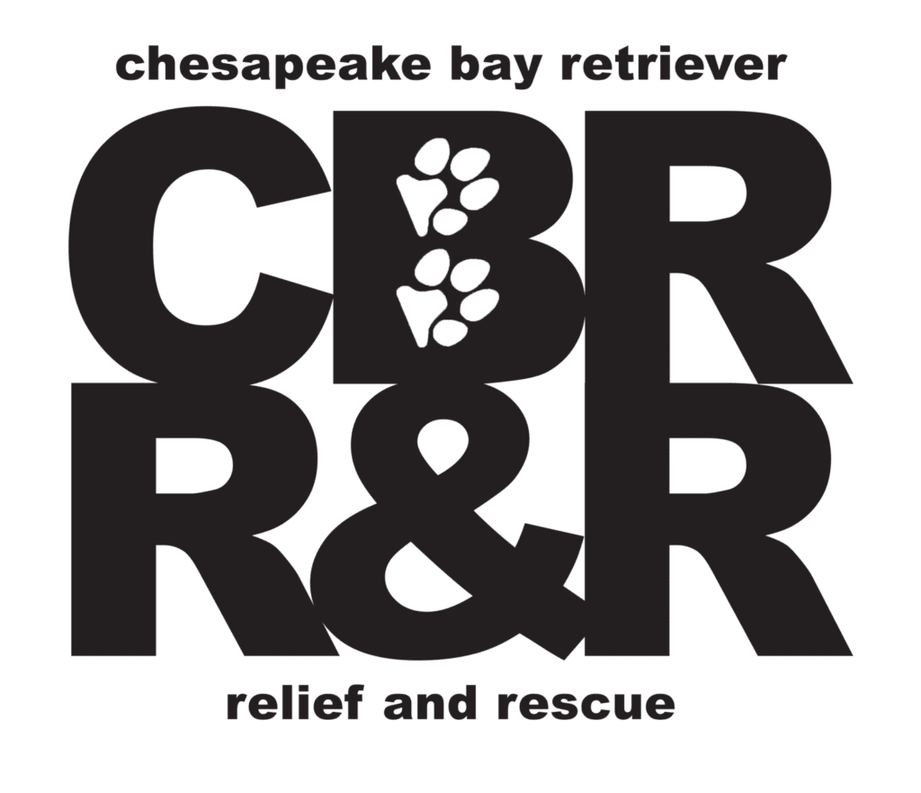 Chesapeake Bay Retriever Relief & Rescue - CBR Dog Adoptions