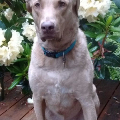 Max - This Chessie Does It All! - Chesapeake Bay Retriever Relief & Rescue