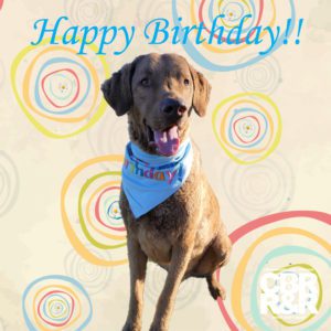 Chesapeake Bay Retriever Relief & Rescue - CBR Dog Adoptions