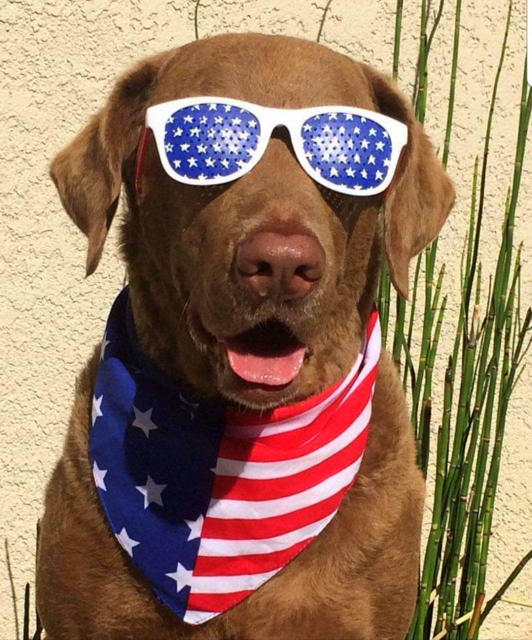 Chesapeake Bay Retriever Relief & Rescue - CBR Dog Adoptions