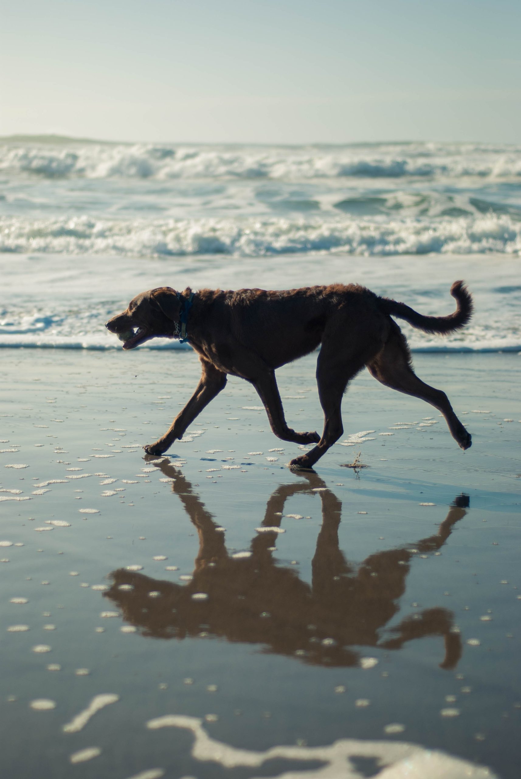 Chesapeake Bay Retriever Relief & Rescue - CBR Dog Adoptions