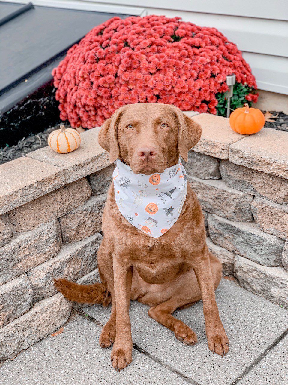 Chesapeake Bay Retriever Relief & Rescue - CBR Dog Adoptions