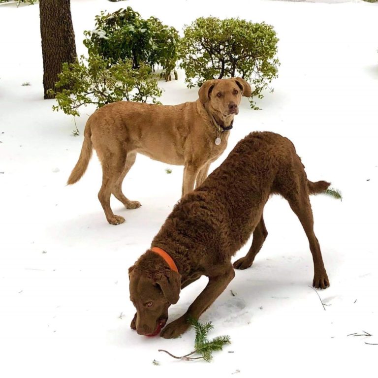 Chesapeake Bay Retriever Relief & Rescue - CBR Dog Adoptions
