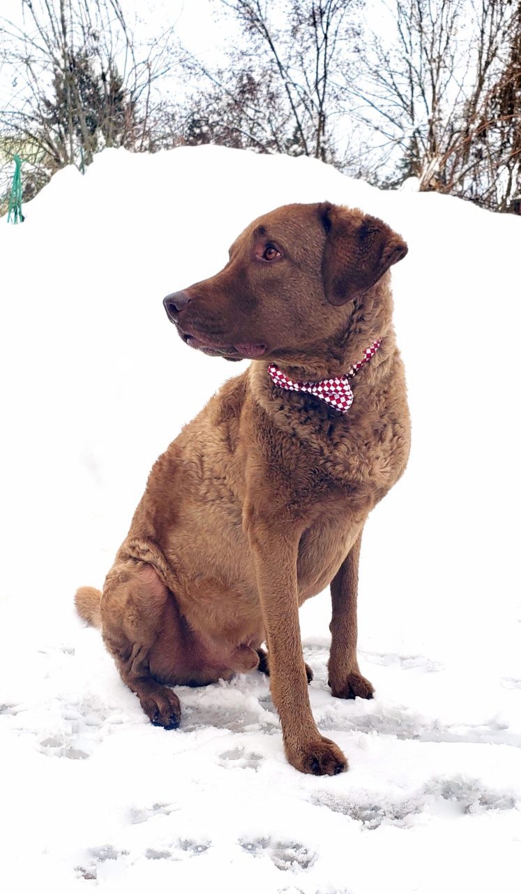 Chesapeake Bay Retriever Relief & Rescue - CBR Dog Adoptions