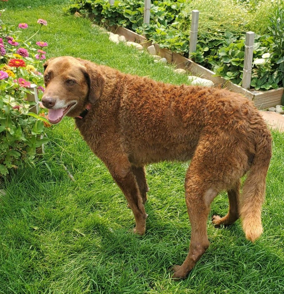 Chesapeake Bay Retriever Relief & Rescue - CBR Dog Adoptions