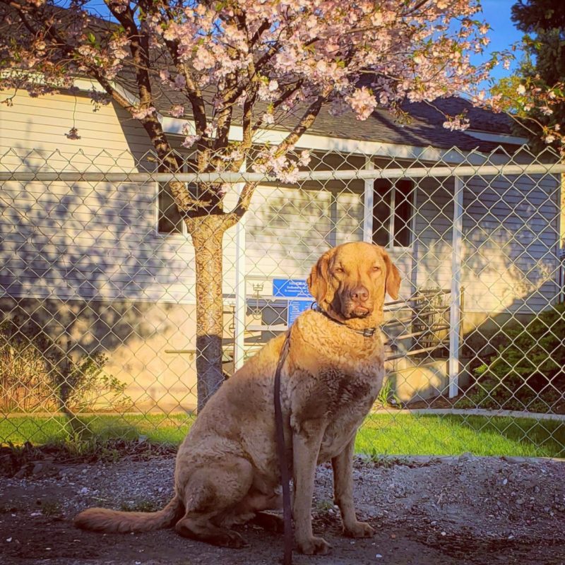 Chesapeake Bay Retriever Relief & Rescue - CBR Dog Adoptions