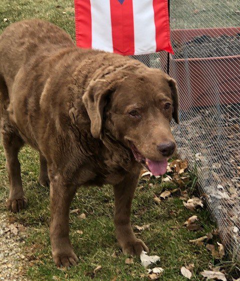 Chesapeake Bay Retriever Relief & Rescue - CBR Dog Adoptions
