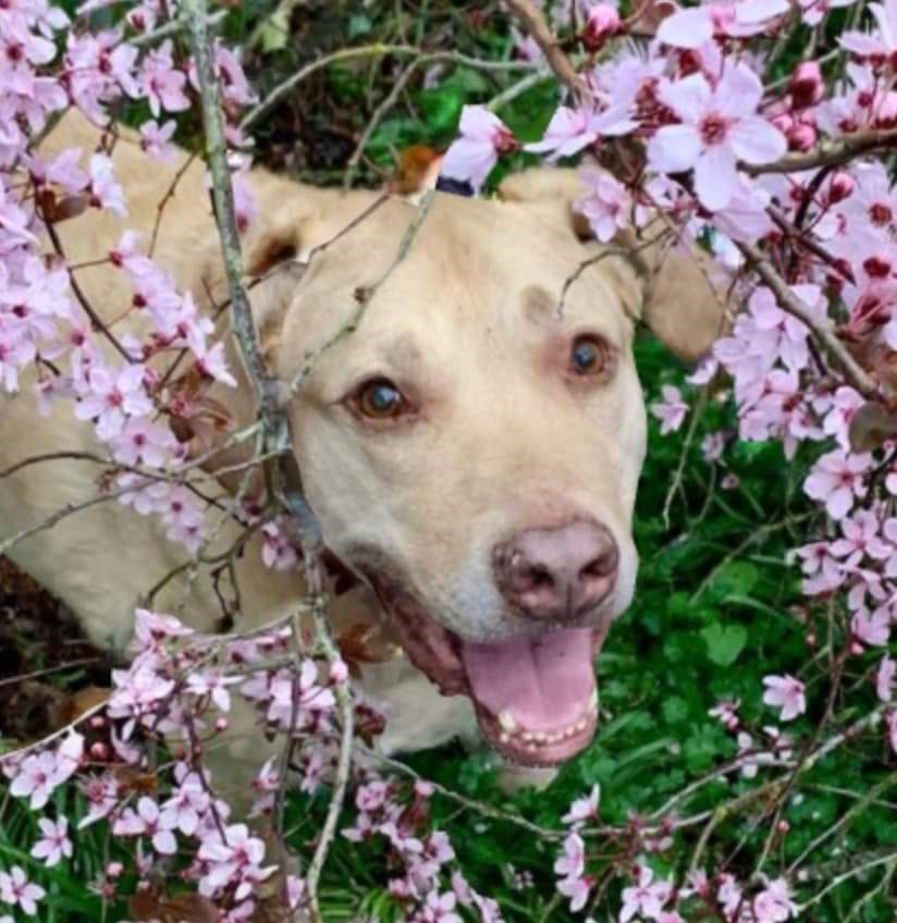 Chesapeake Bay Retriever Relief & Rescue - CBR Dog Adoptions