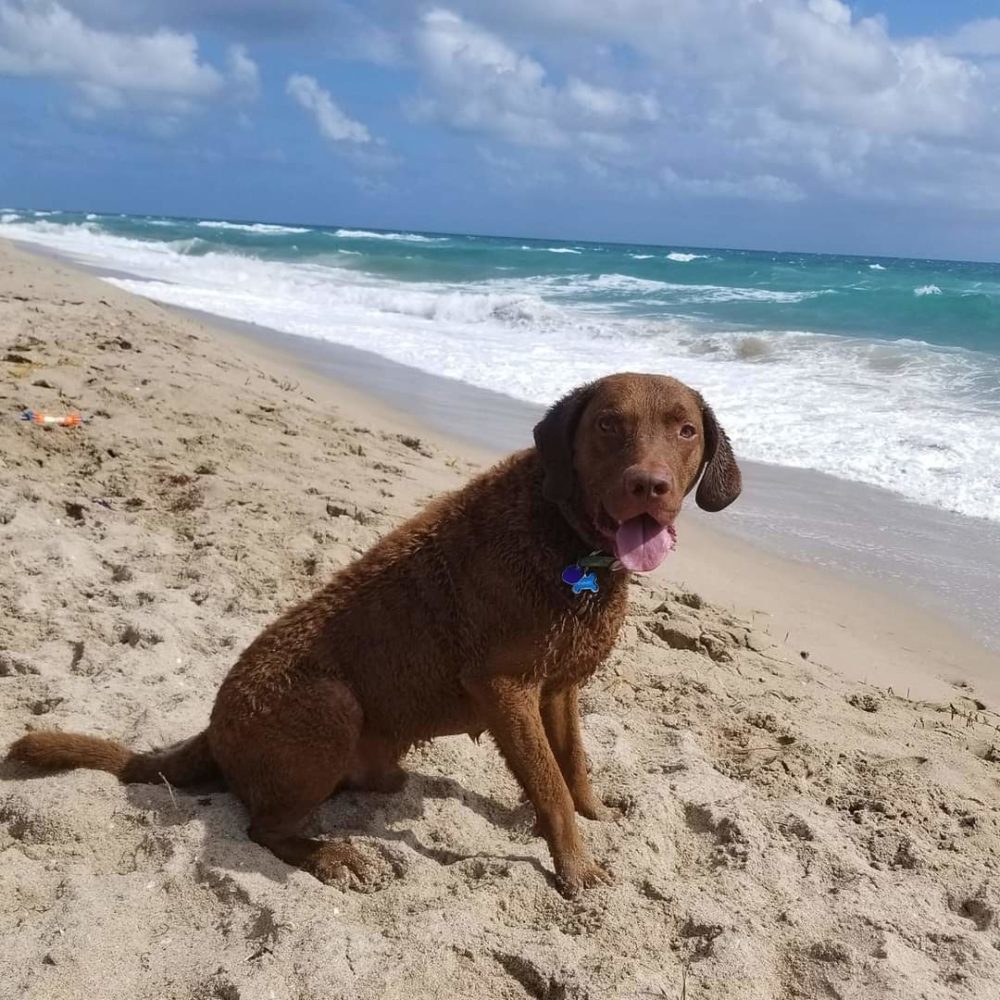 Chesapeake Bay Retriever Relief & Rescue - CBR Dog Adoptions