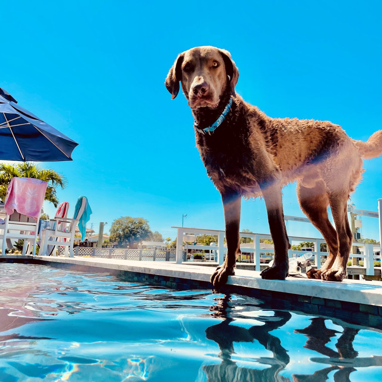 Chesapeake Bay Retriever Relief & Rescue - CBR Dog Adoptions