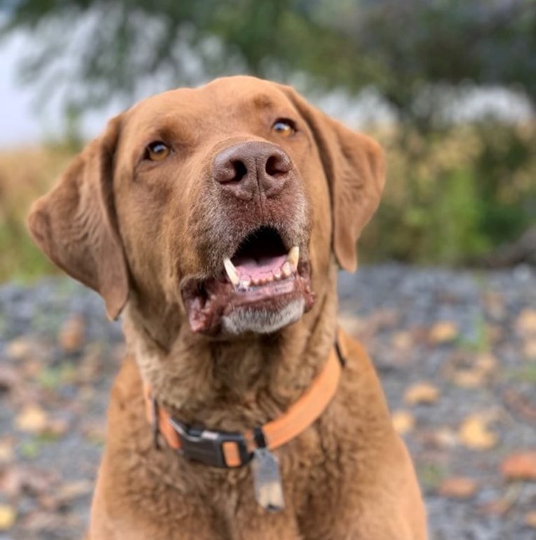 Chesapeake Bay Retriever Relief & Rescue - CBR Dog Adoptions