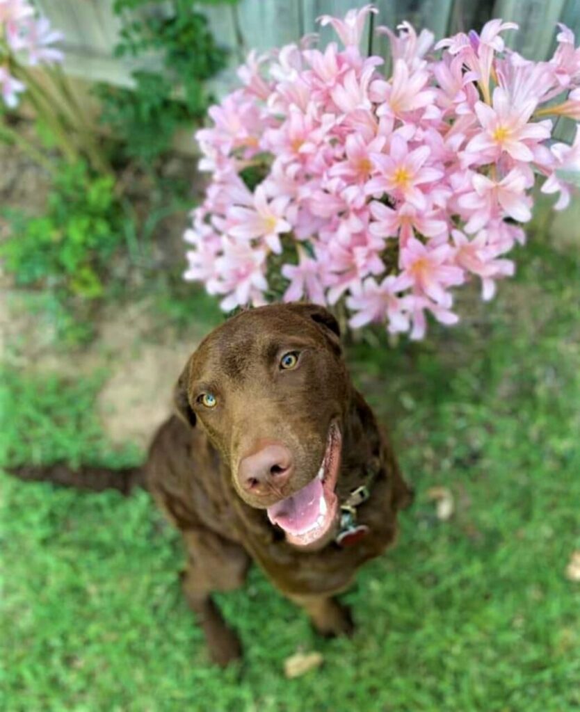 Chesapeake Bay Retriever Relief & Rescue - CBR Dog Adoptions