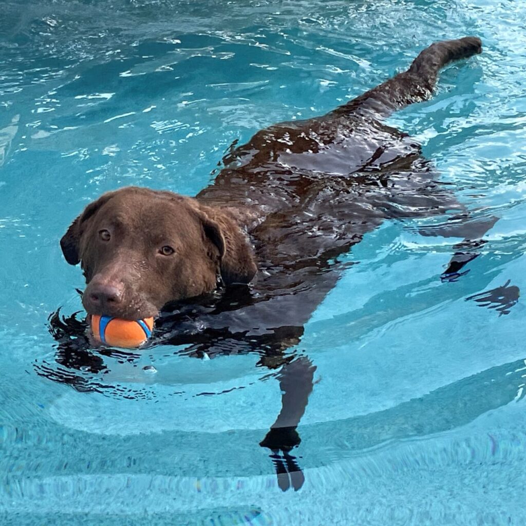 Chesapeake Bay Retriever Relief & Rescue - CBR Dog Adoptions