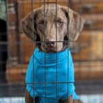 Chesapeake Bay Retriever Relief & Rescue - CBR Dog Adoptions