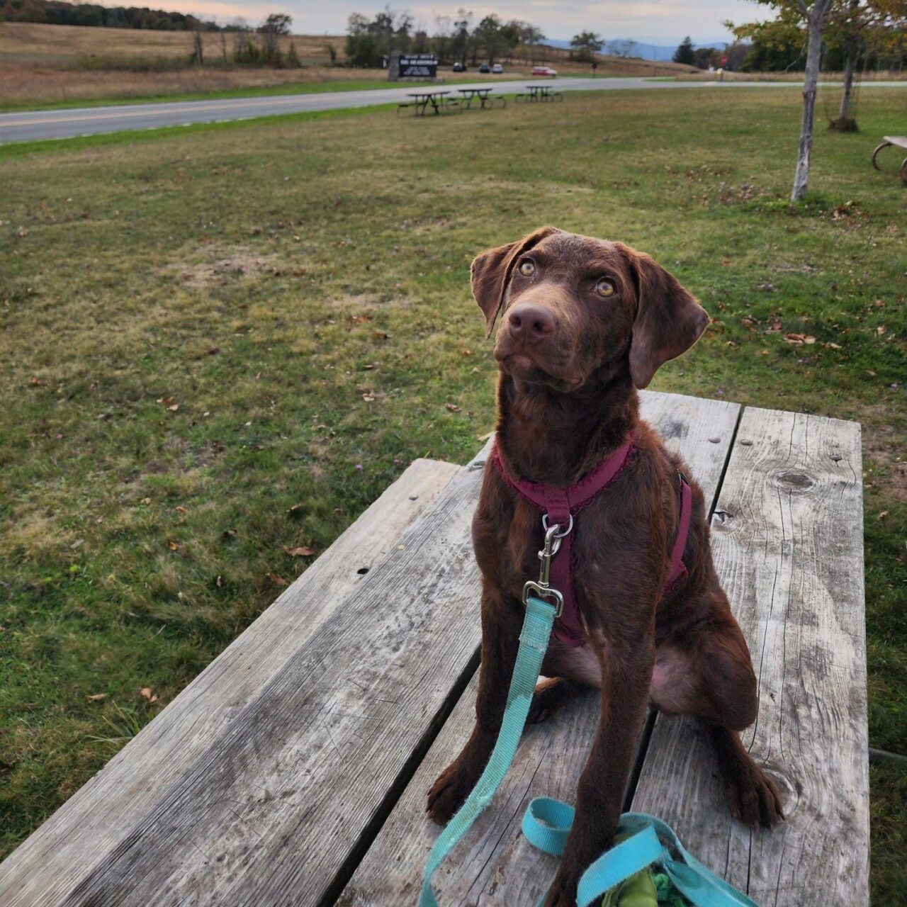 Chelsea needs some help - Chesapeake Bay Retriever Relief & Rescue
