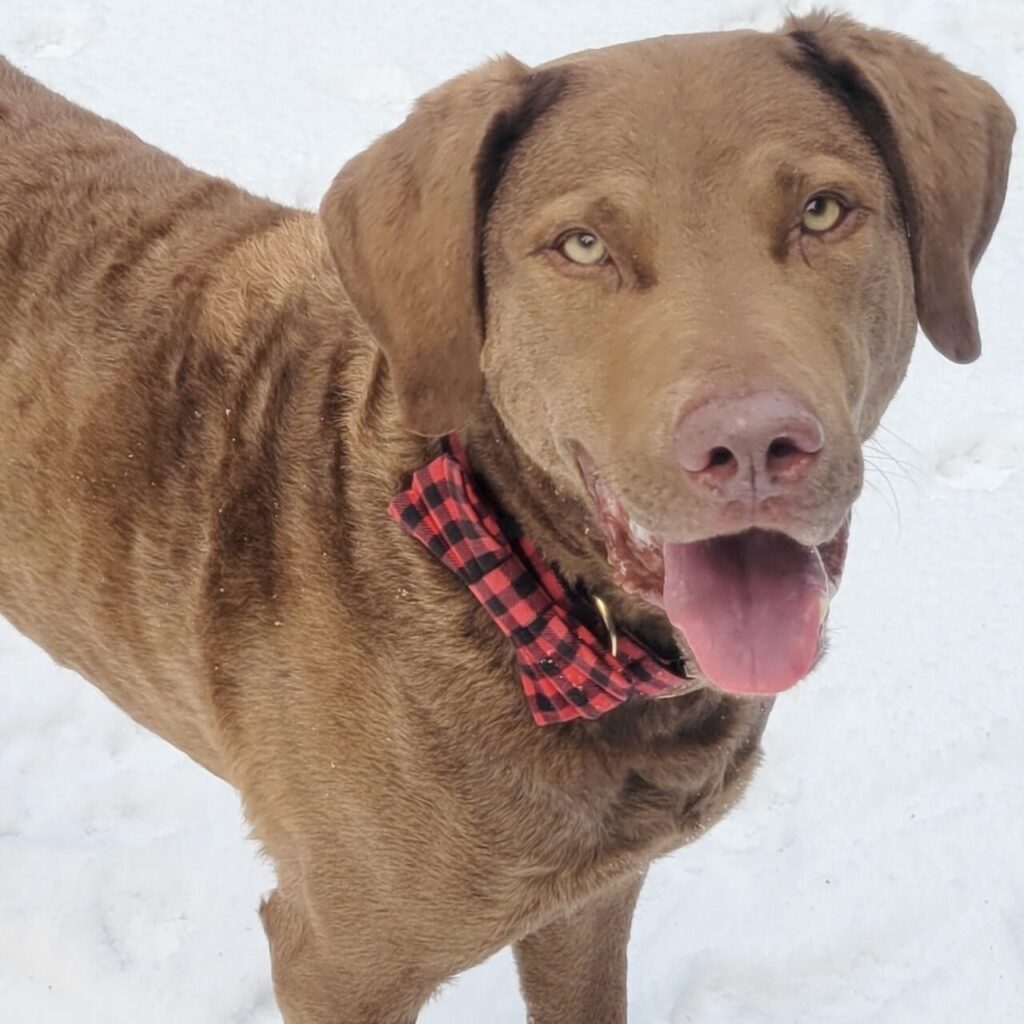 Chesapeake Bay Retriever Relief & Rescue - CBR Dog Adoptions
