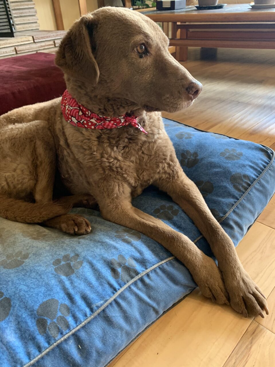 Chesapeake Bay Retriever Relief & Rescue - CBR Dog Adoptions