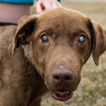 Chesapeake Bay Retriever Relief & Rescue - CBR Dog Adoptions