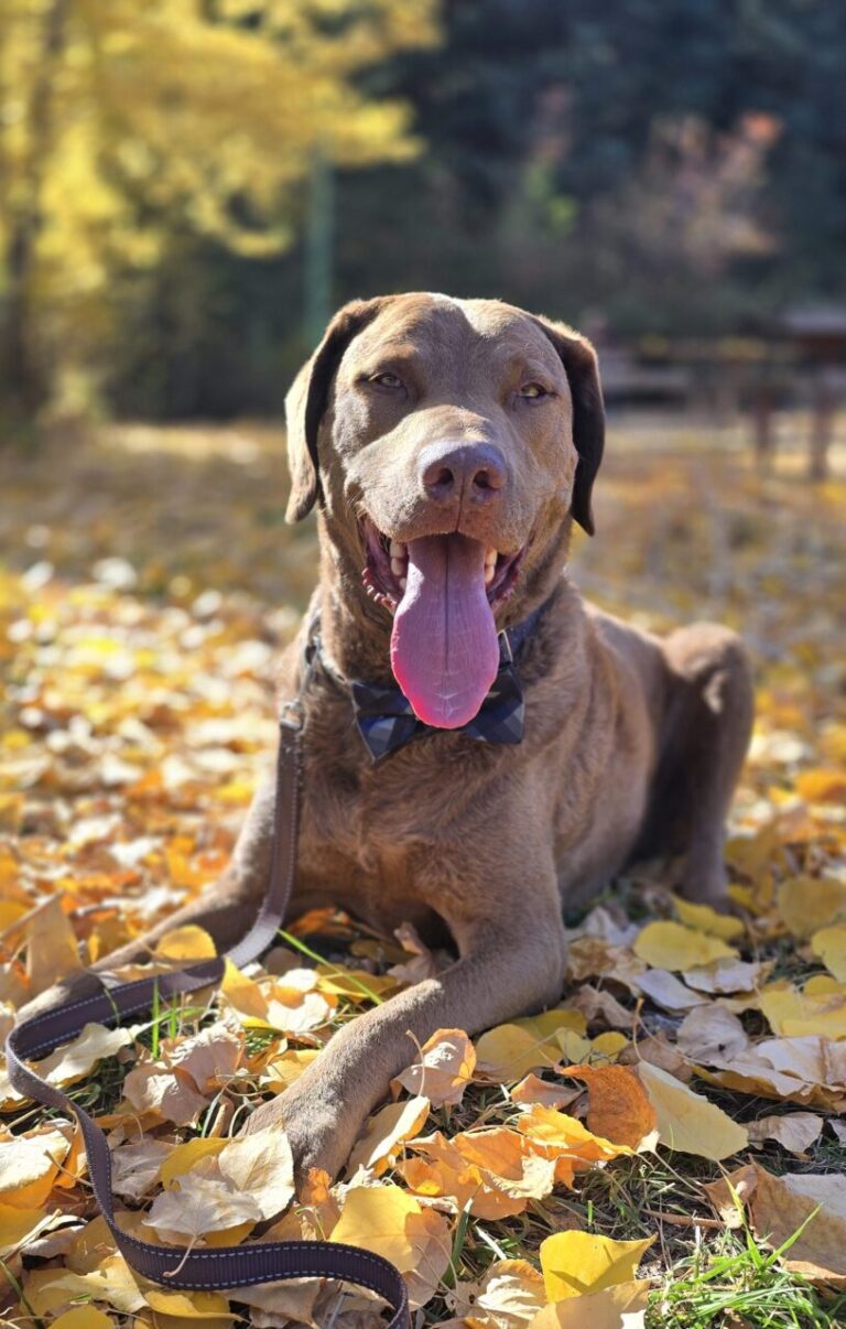 Chesapeake Bay Retriever Relief & Rescue - CBR Dog Adoptions