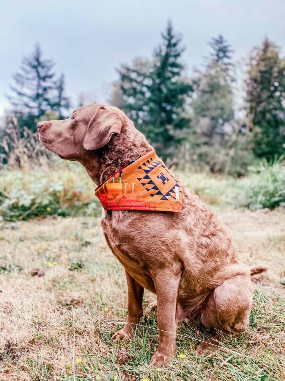 Chesapeake Bay Retriever Relief & Rescue - CBR Dog Adoptions