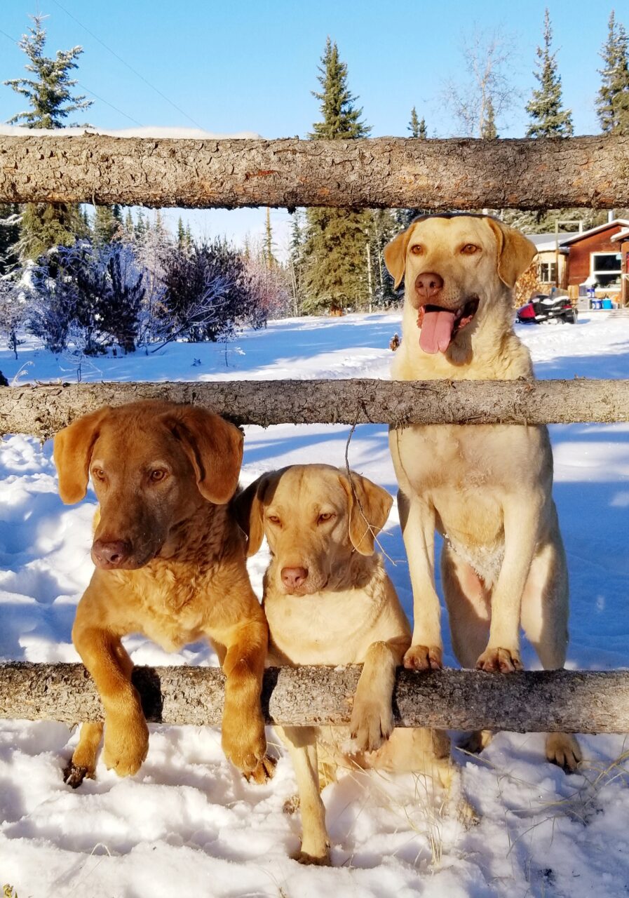 Chesapeake Bay Retriever Relief & Rescue - CBR Dog Adoptions