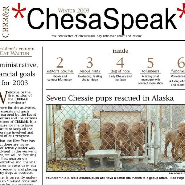 Available Rescue Dogs - Chesapeake Bay Retriever Relief & Rescue